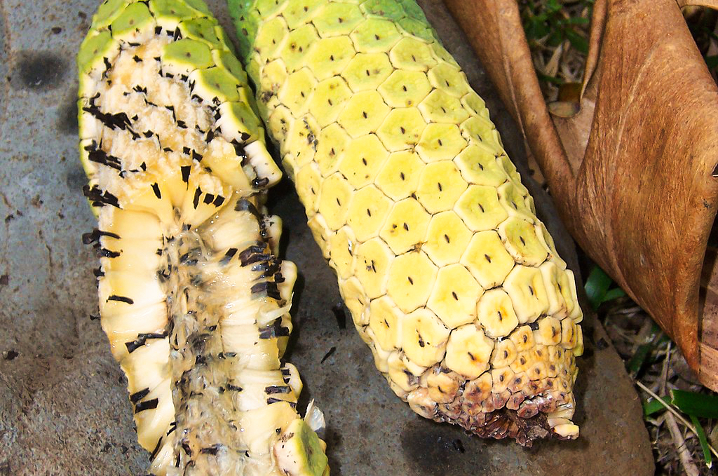 ☀️ Was ist eine Ananasbanane? (Monstera Frucht)
